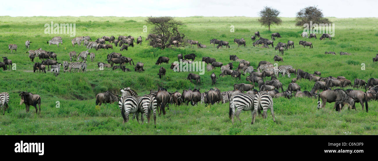 Zebra migration hi-res stock photography and images - Alamy