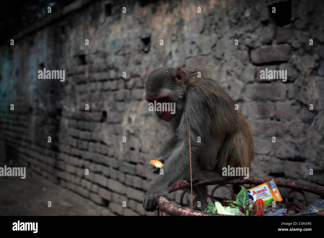 Indian monkey hi-res stock photography and images - Alamy