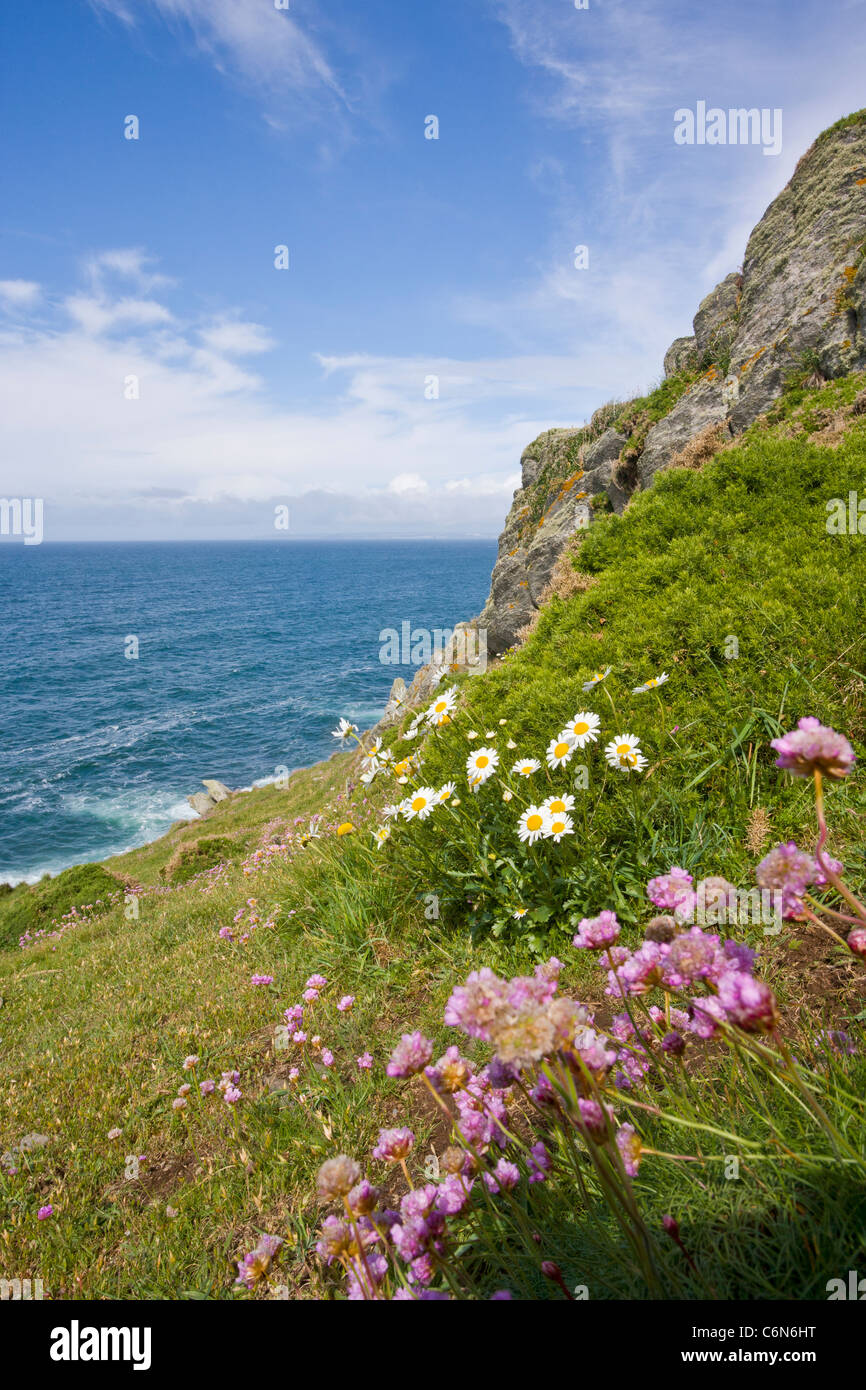 Small pink and white flowers cling to a cliff face overlooking the ...