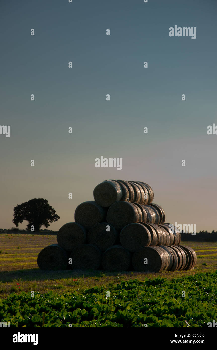 Round straw bails in hay stack in field Stock Photo - Alamy