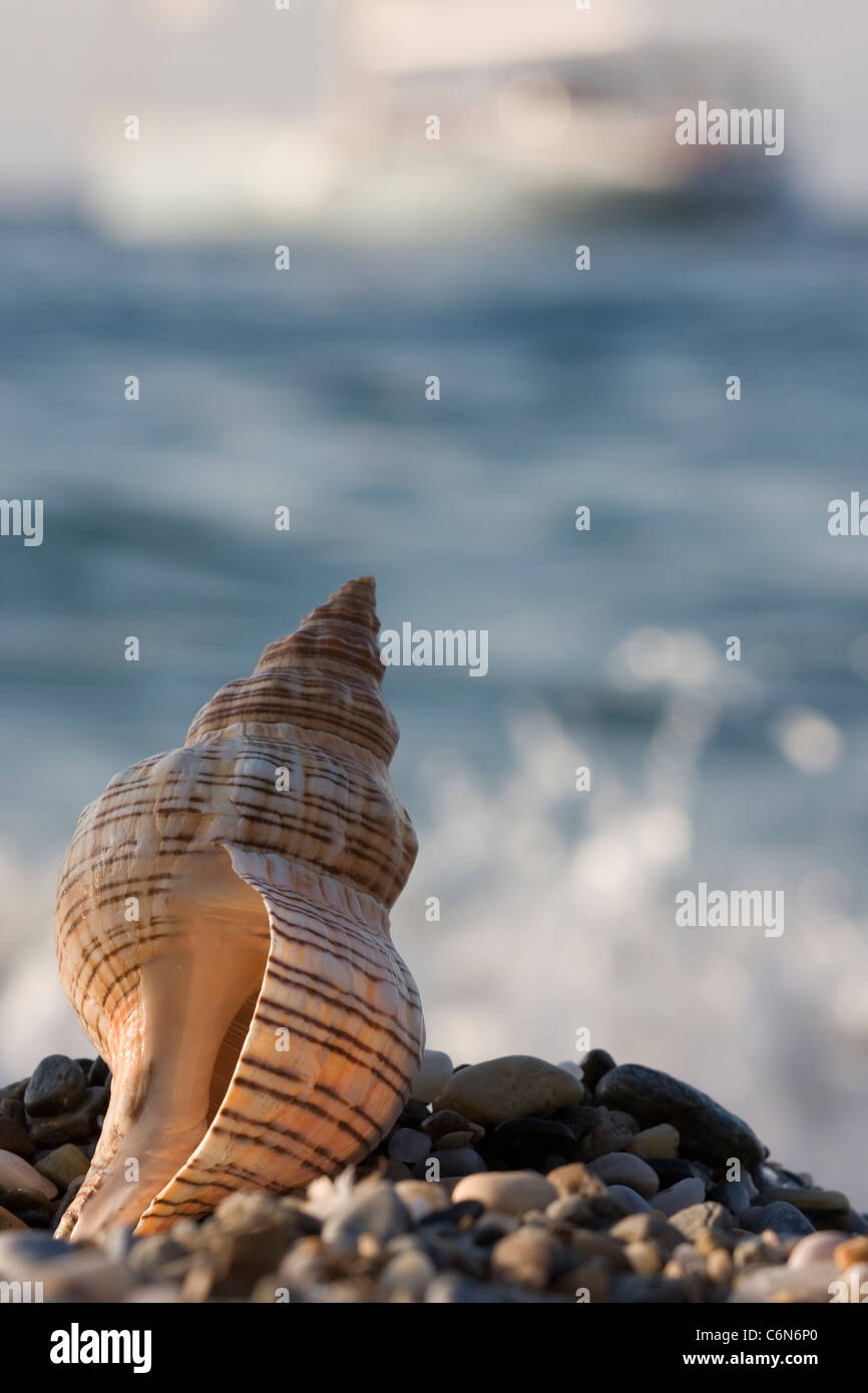 sea animal on the beach Stock Photo - Alamy