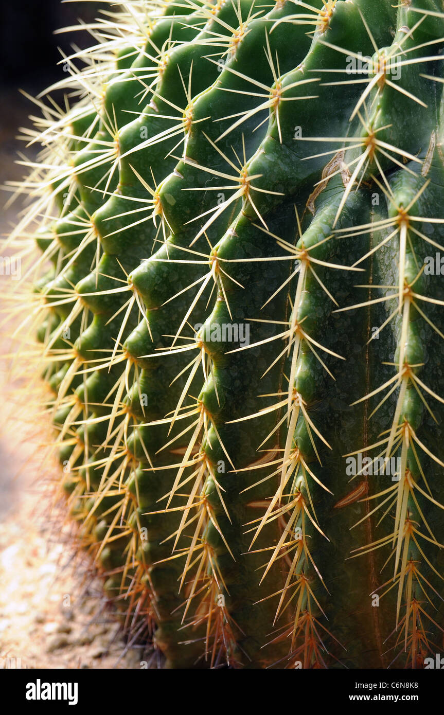 Ball shaped cacti in a desert Stock Photo - Alamy