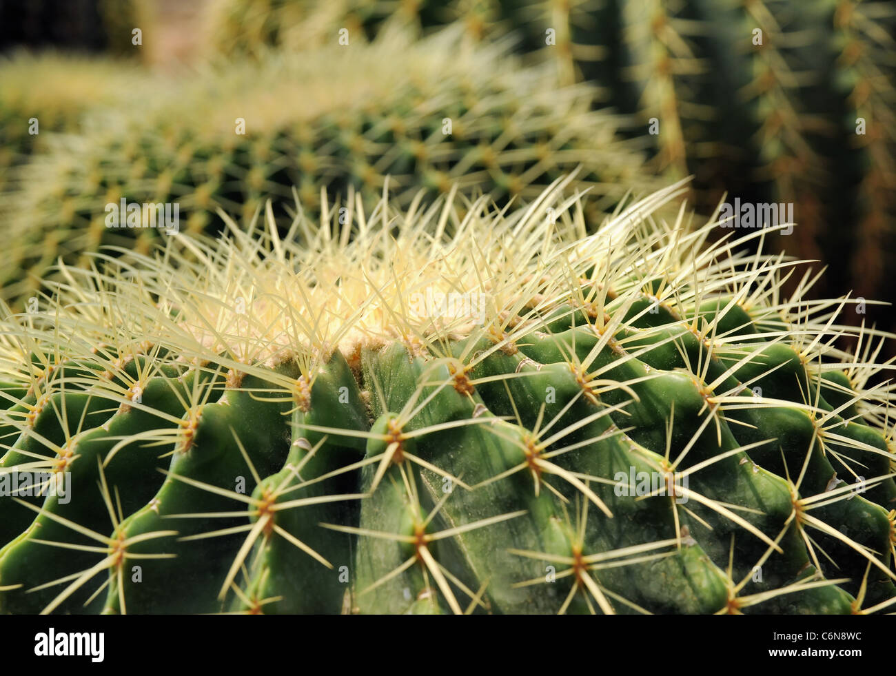 Close up of a ball shaped cacti in a desert Stock Photo - Alamy