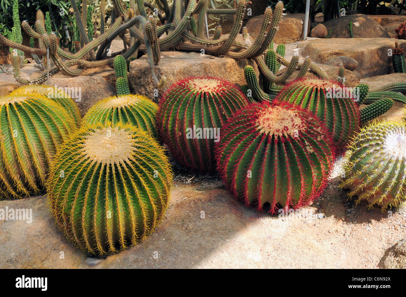 Ball shaped cacti in an flower garden Stock Photo - Alamy