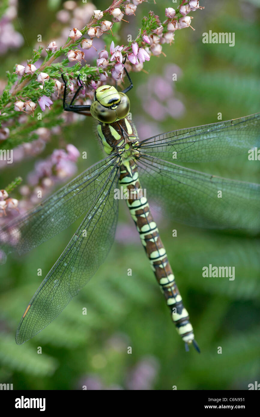 Female Southern Hawker, Aeshna cyanea at rest, UK Stock Photo - Alamy