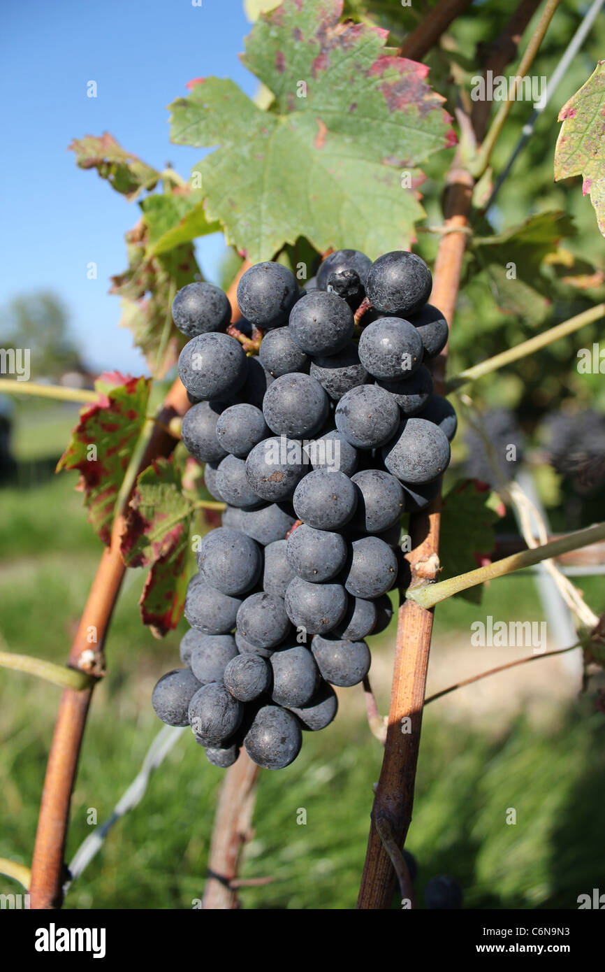 Sunny black grape Stock Photo - Alamy
