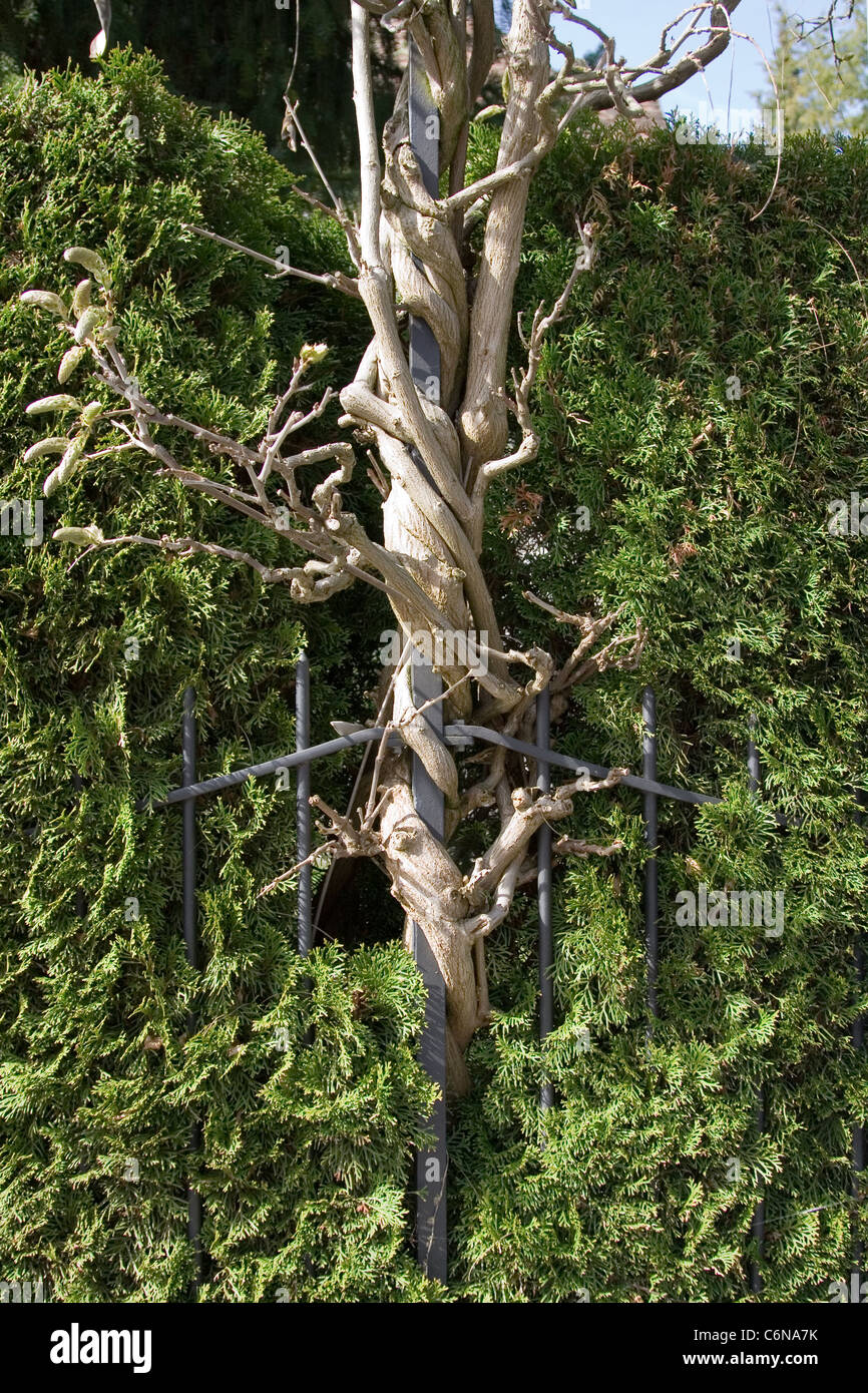 A tree stem twisting around fence Stock Photo - Alamy