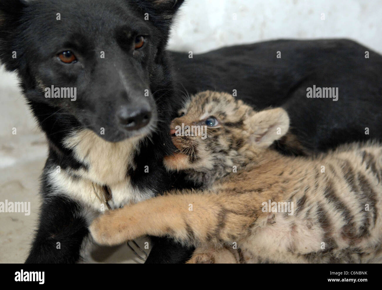 Dog adopts tiger and lion cubs This bitch has become the adoptive ...