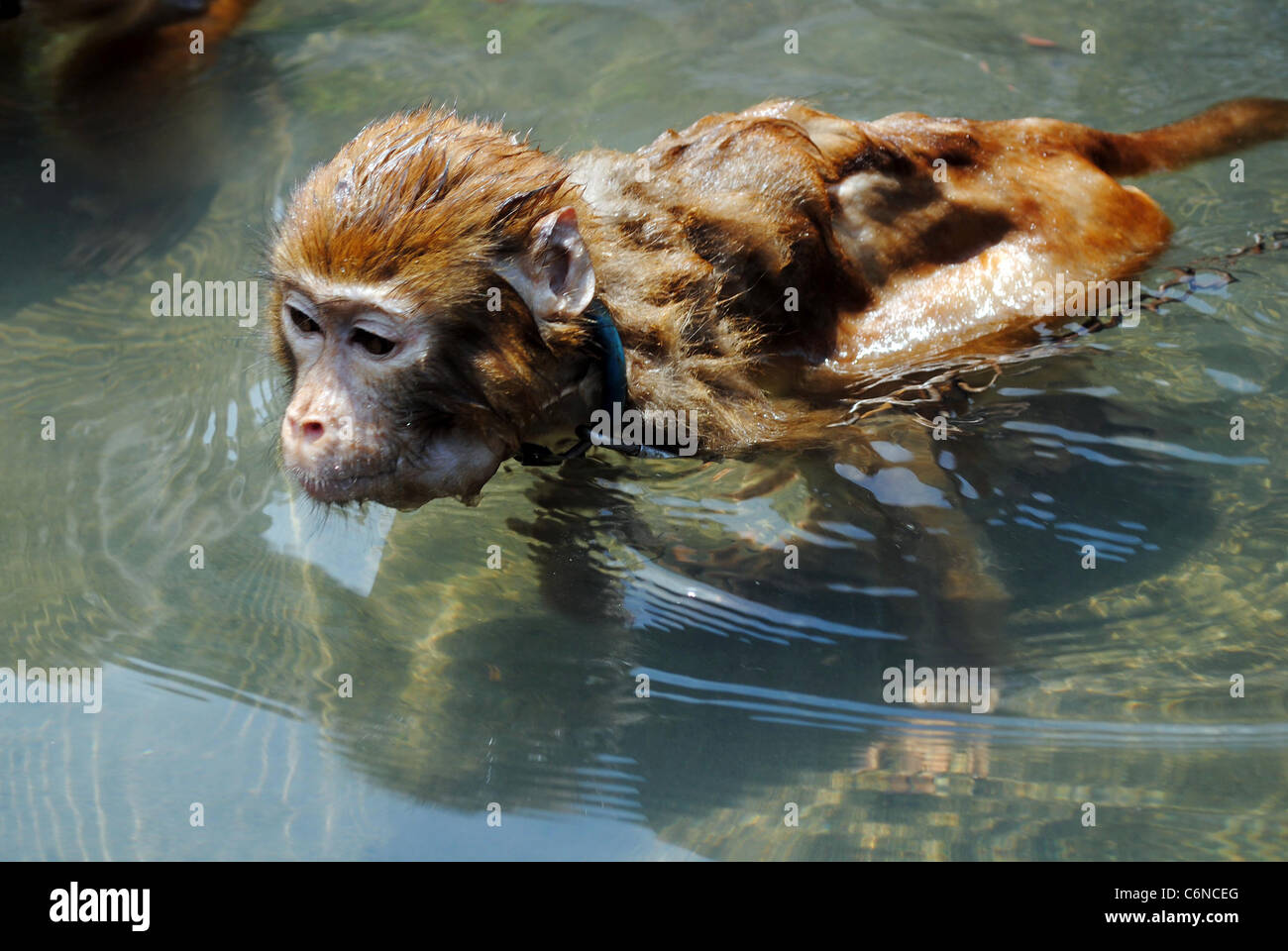 Monkeying around to stay cool This monkey has his own solution to deal ...