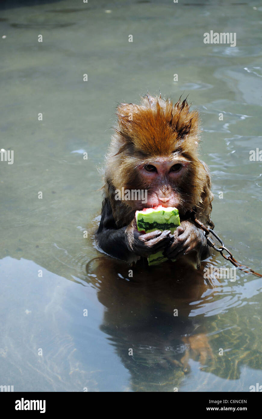 Monkeying around to stay cool This monkey has his own solution to deal ...