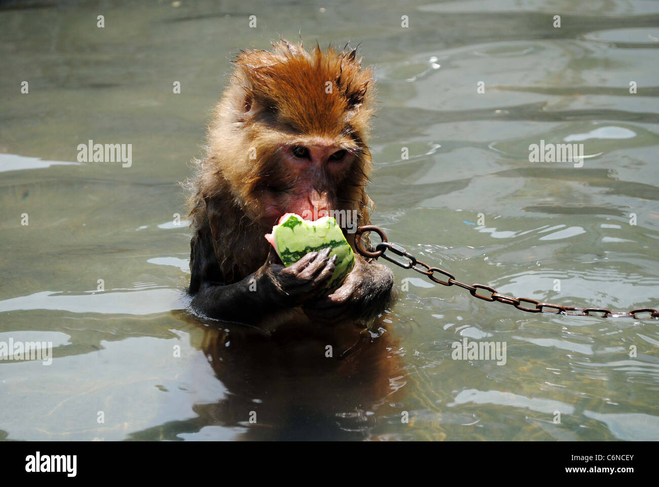 Monkeying around to stay cool This monkey has his own solution to deal ...