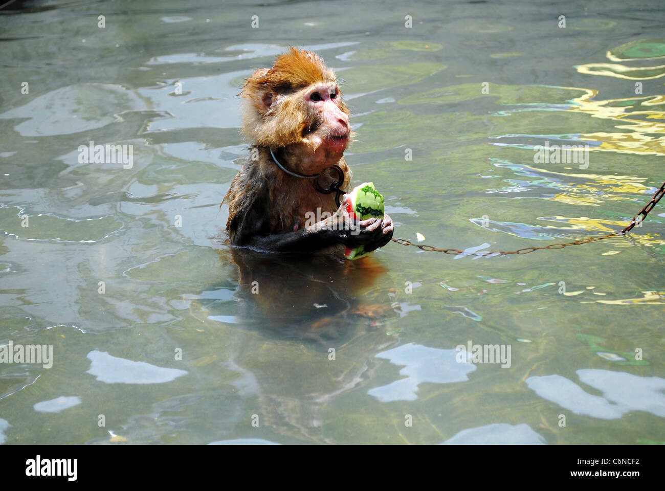 Monkeying around to stay cool This monkey has his own solution to deal ...