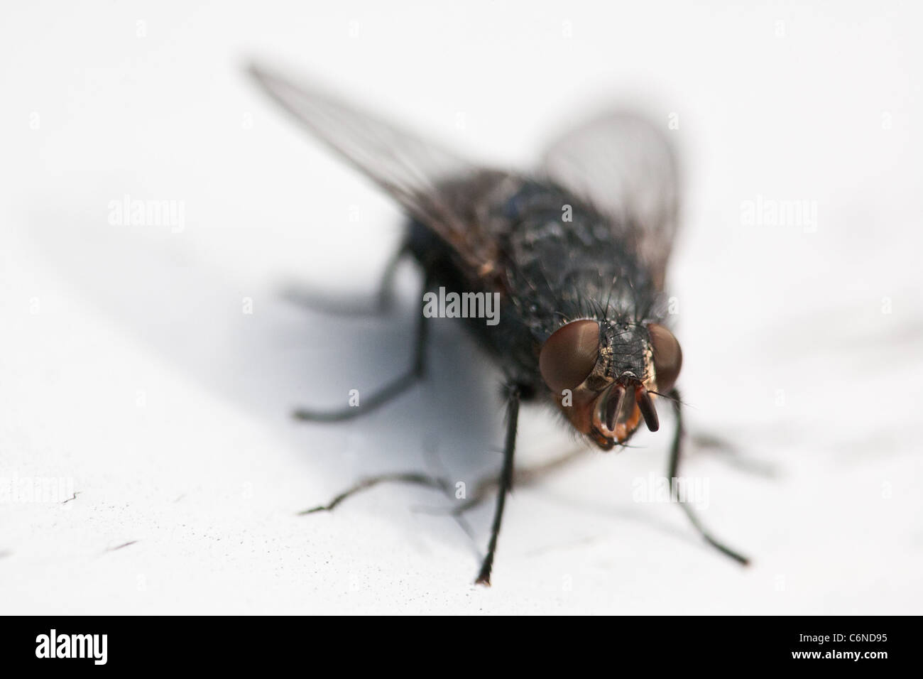 A fly insect in a table Stock Photo - Alamy