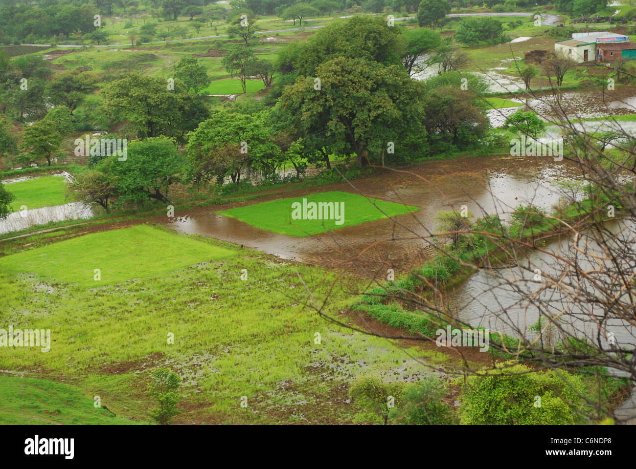 rainy season field Stock Photo - Alamy