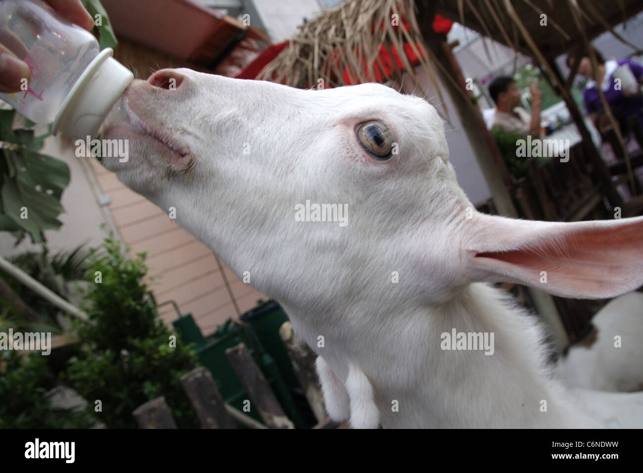 Happy goat face hi-res stock photography and images - Alamy