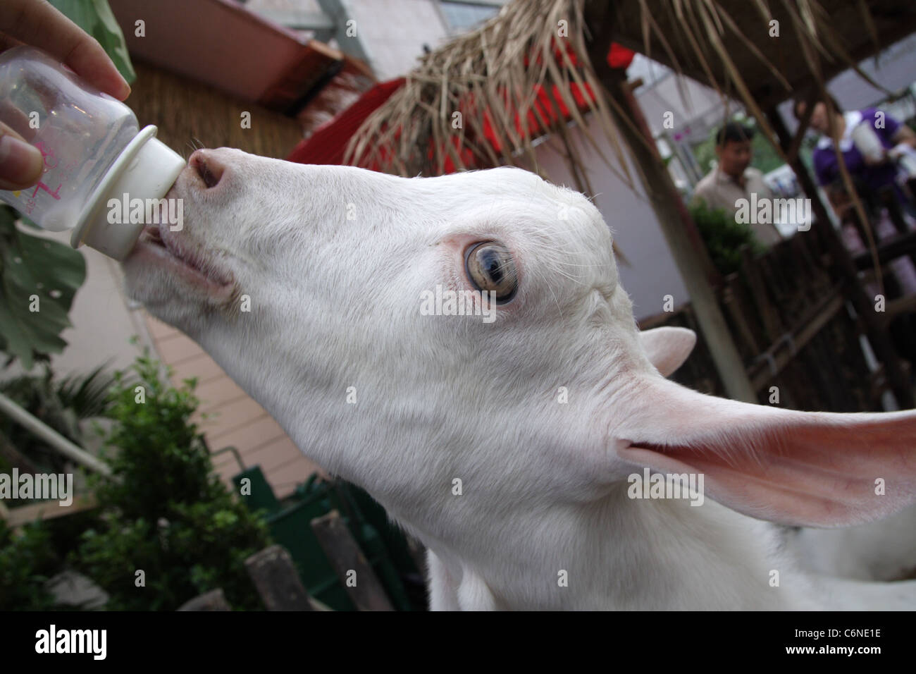 Young goat drinking milk from bottle Stock Photo - Alamy