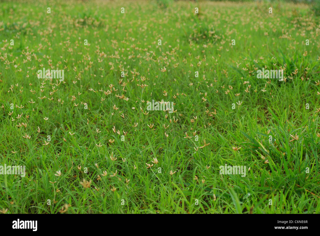 Annual bluegrass hi-res stock photography and images - Alamy