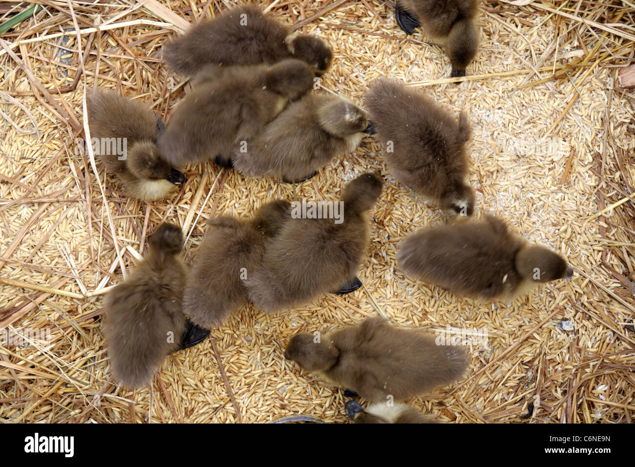 Baby ducks in farm Stock Photo - Alamy