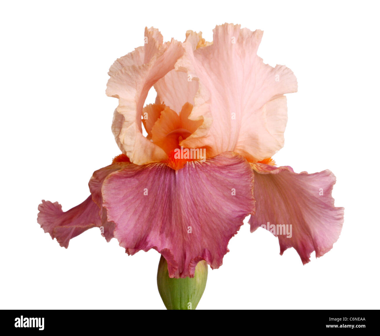 Mauve and pinkish iris flower isolation Stock Photo - Alamy