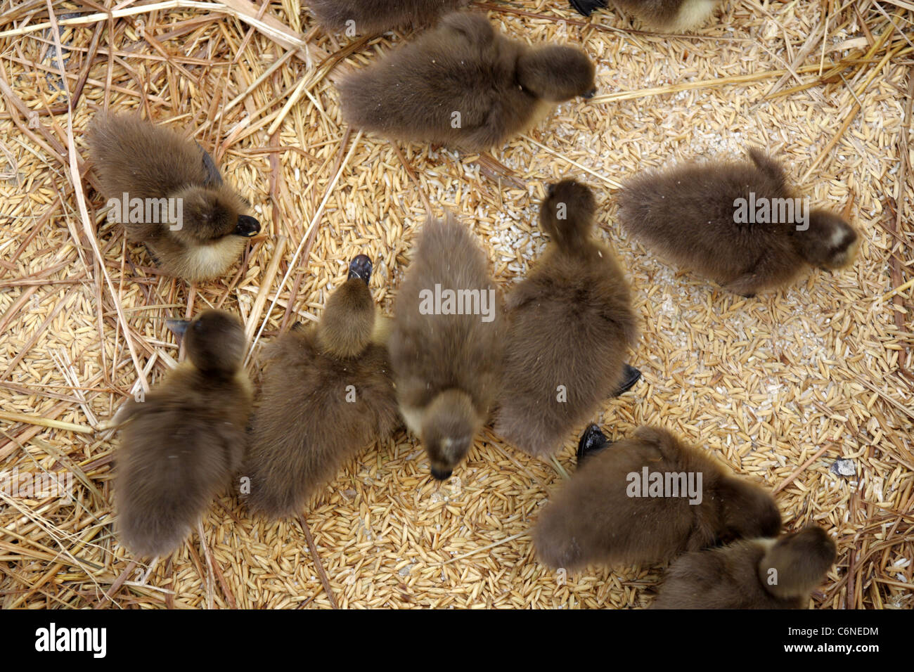 Baby ducks in farm Stock Photo - Alamy