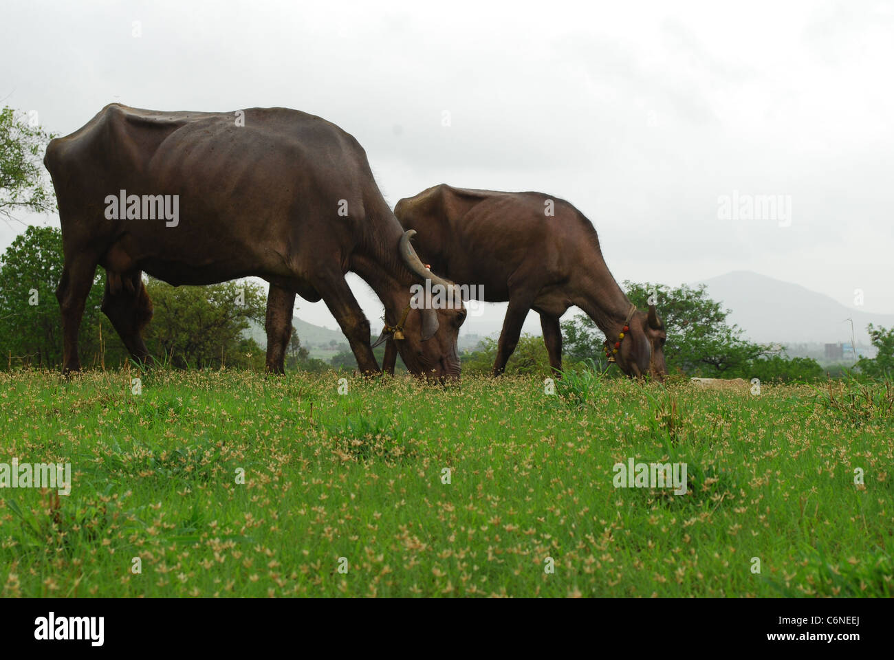Buffalo milk hi-res stock photography and images - Alamy