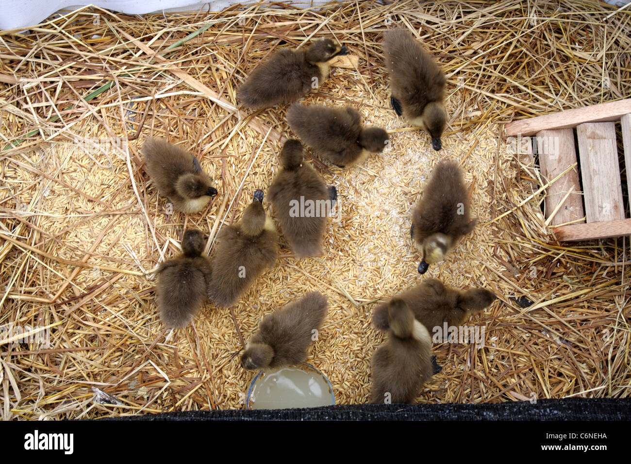 Baby ducks in farm Stock Photo - Alamy