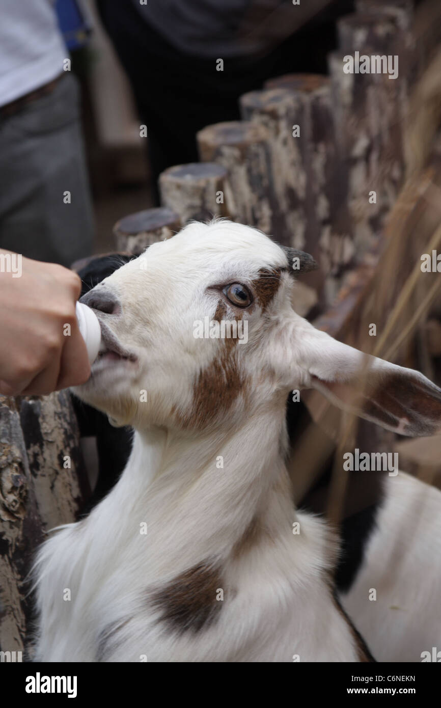 Goat drinking milk from bottle Stock Photo - Alamy