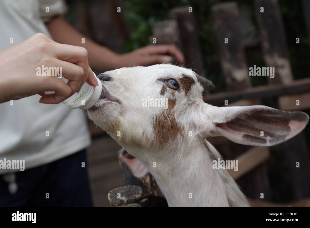 Goat drinking milk from bottle Stock Photo - Alamy