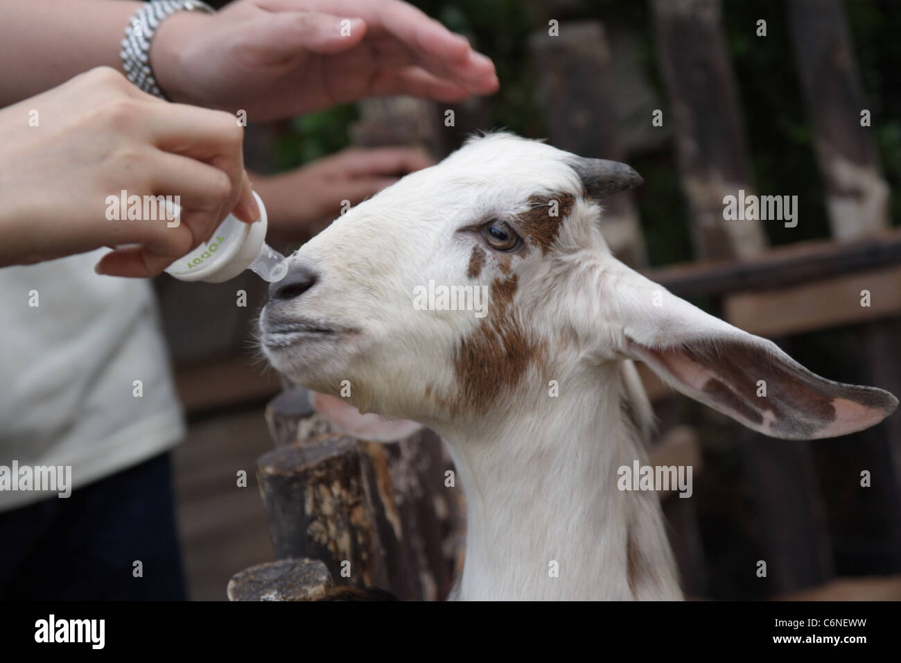 Goat drinking milk from bottle Stock Photo - Alamy