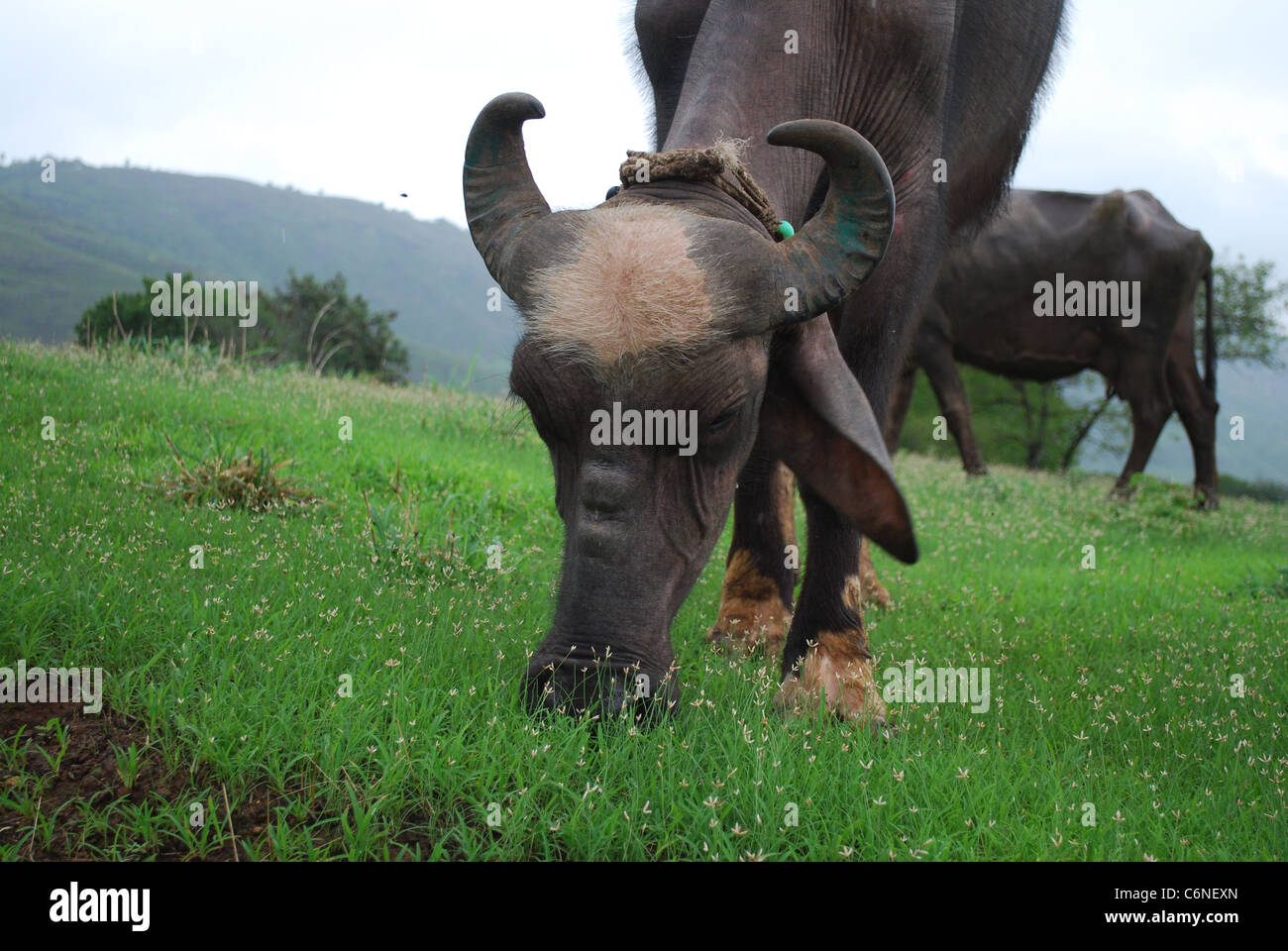 Buffalo close hi-res stock photography and images - Alamy
