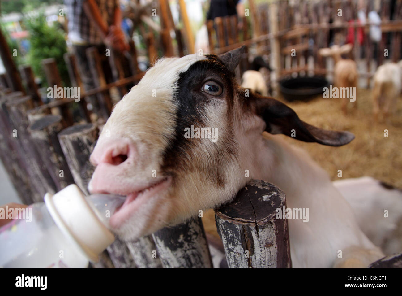 Young goat drinking milk from bottle Stock Photo - Alamy