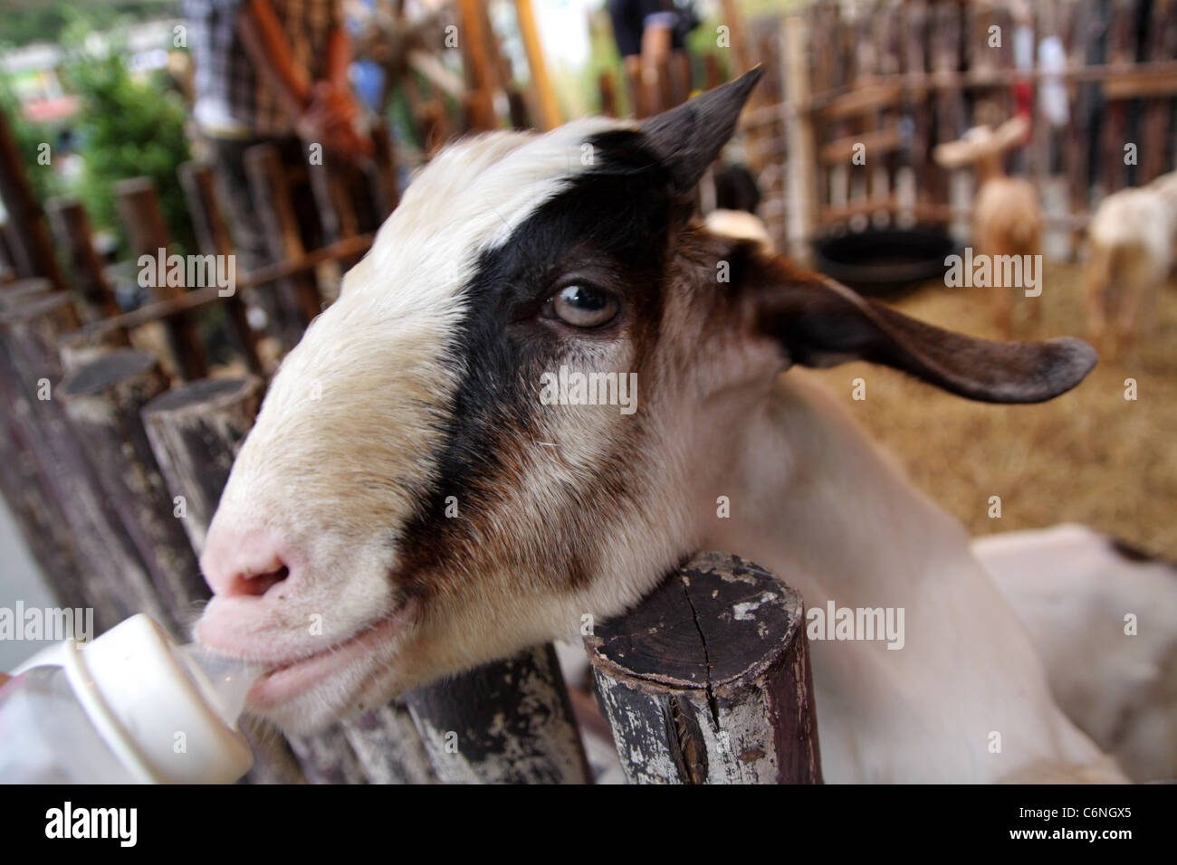 Goat drinking hi-res stock photography and images - Alamy