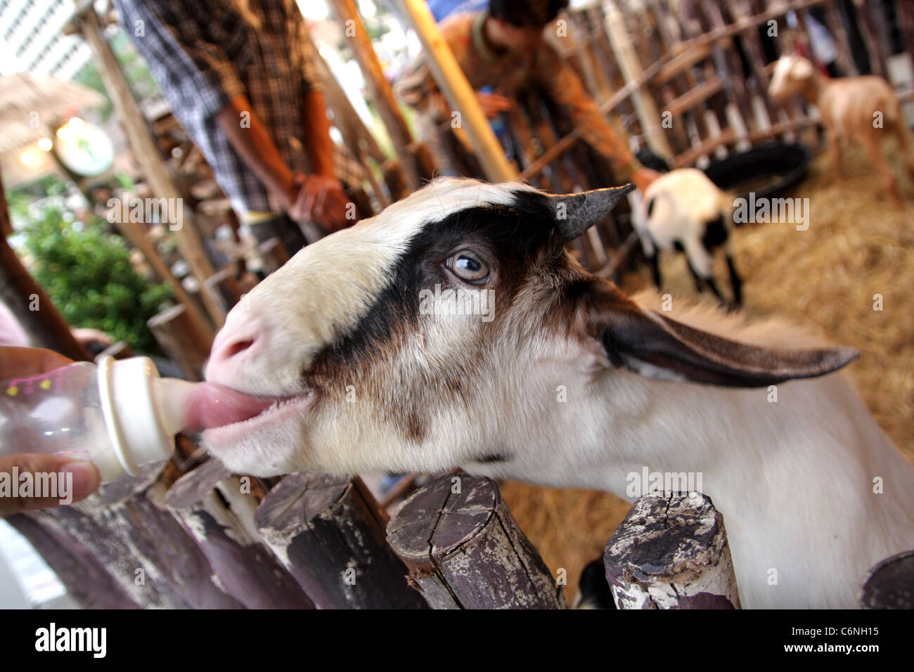 Young goat drinking milk from bottle Stock Photo - Alamy