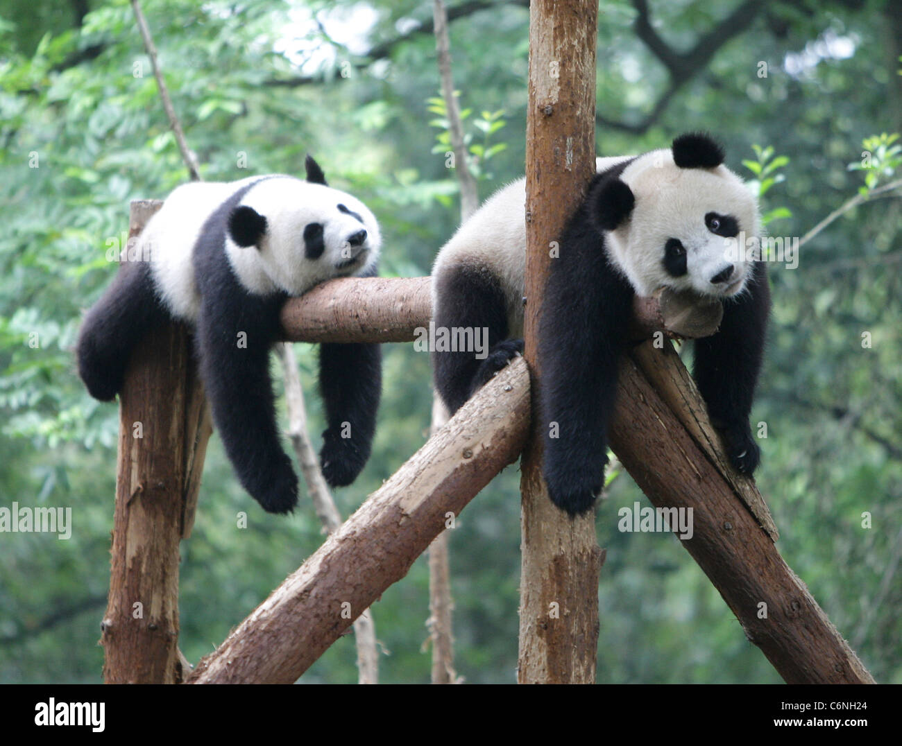 Pandas at Shanghai Zoo during the World Expo 2010. They will be moving ...