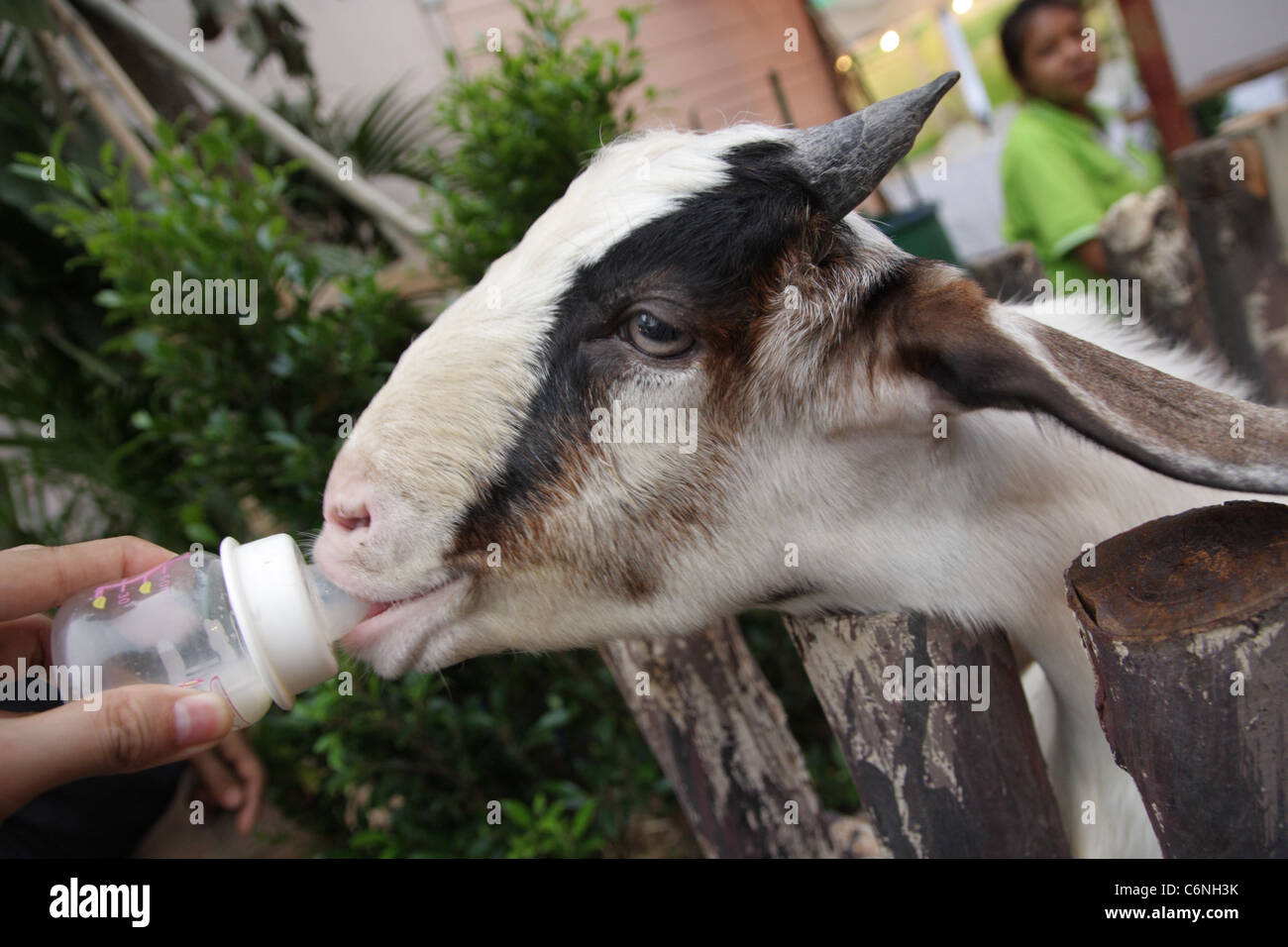Young goat drinking milk from bottle Stock Photo - Alamy
