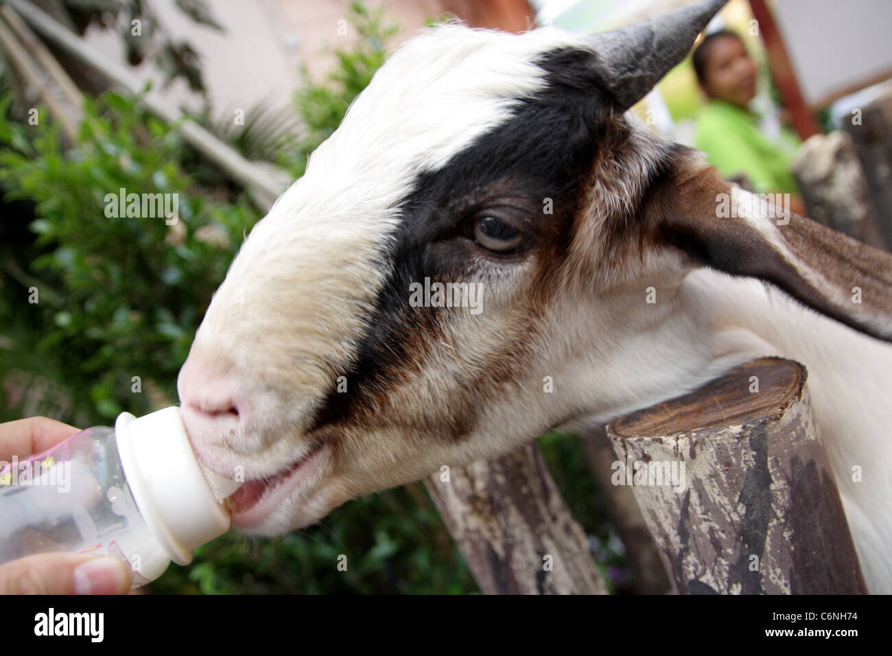 Young goat drinking milk from bottle Stock Photo - Alamy