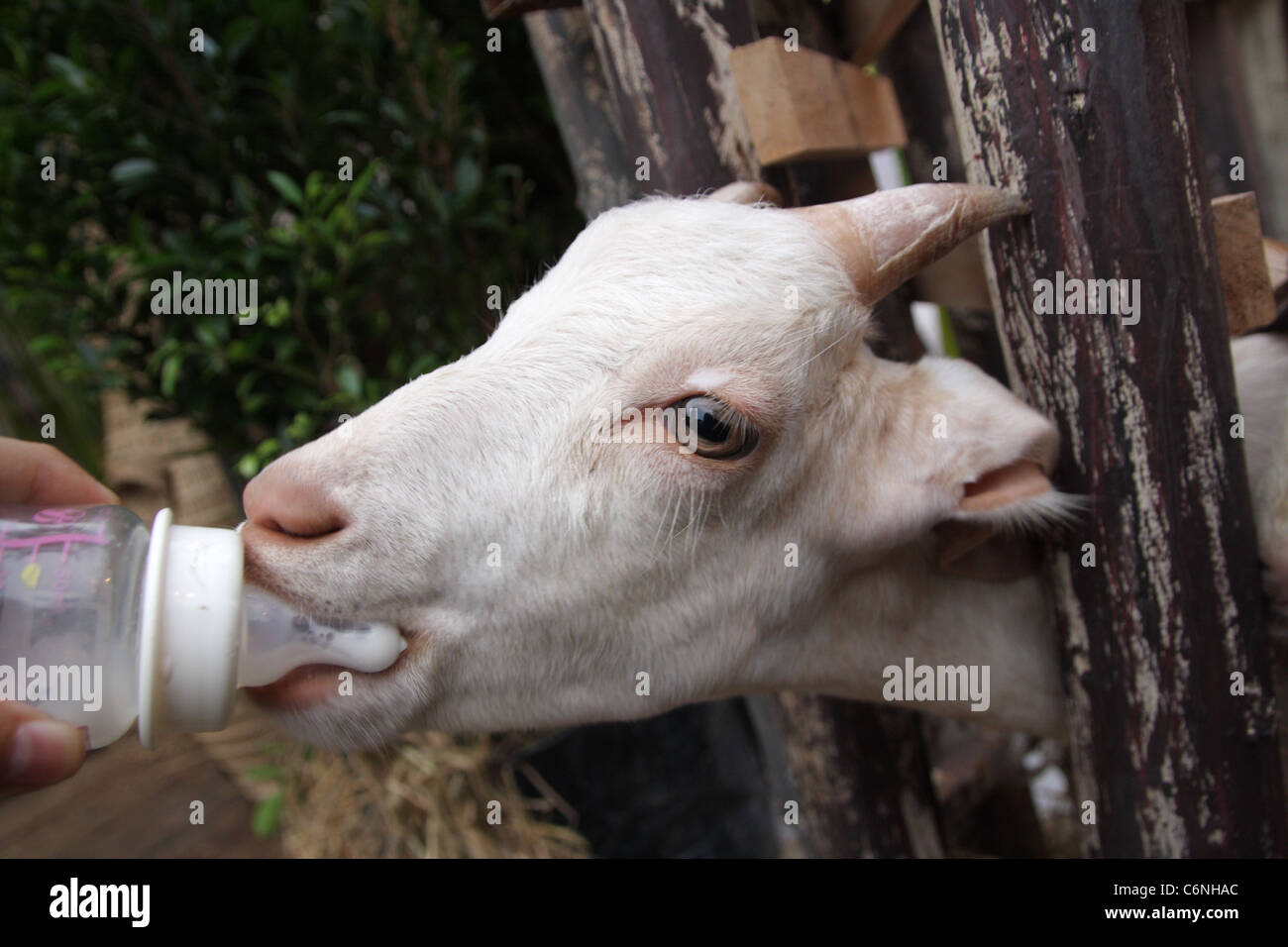 Goat Milk Bottle Stock Photos & Goat Milk Bottle Stock Images - Alamy