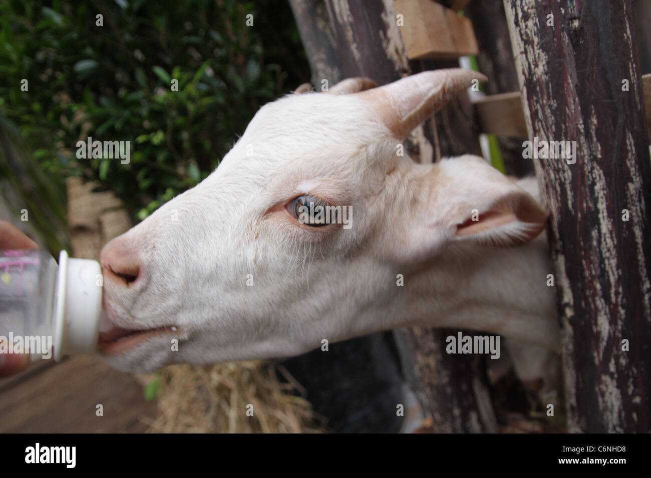 Young goat drinking milk from bottle Stock Photo - Alamy