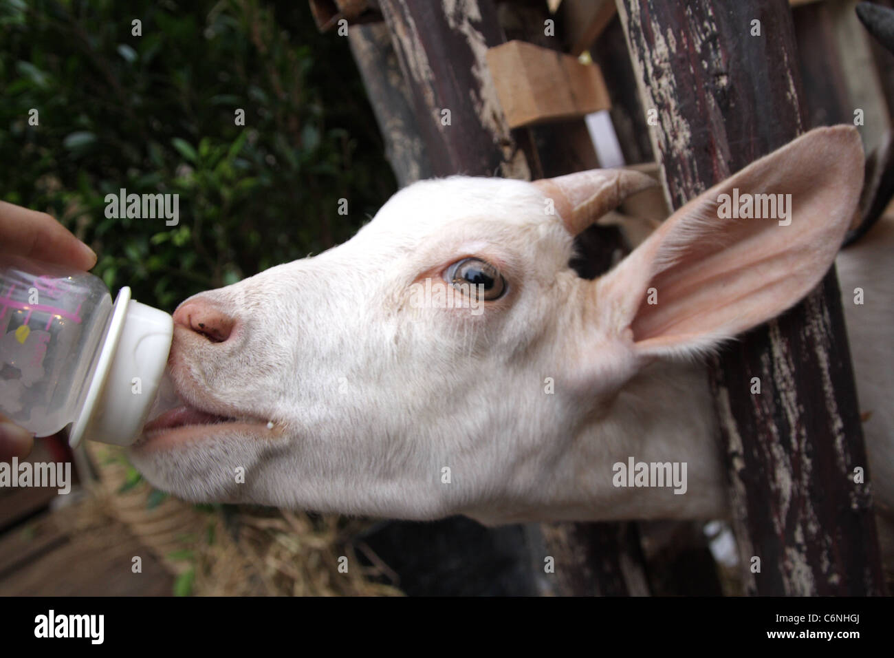 Young goat drinking milk from bottle Stock Photo - Alamy