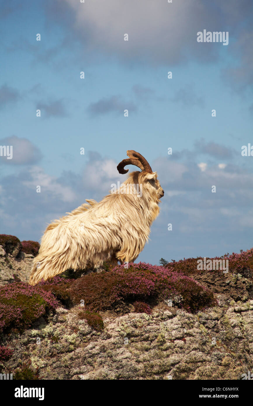 Feral goat uk hi-res stock photography and images - Alamy