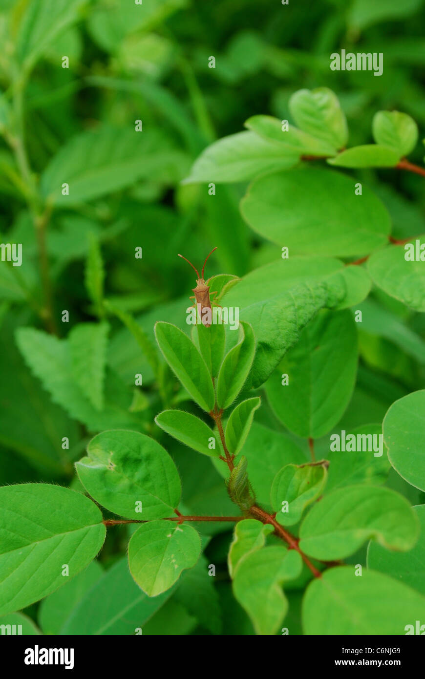 Rainy season bug hi-res stock photography and images - Alamy
