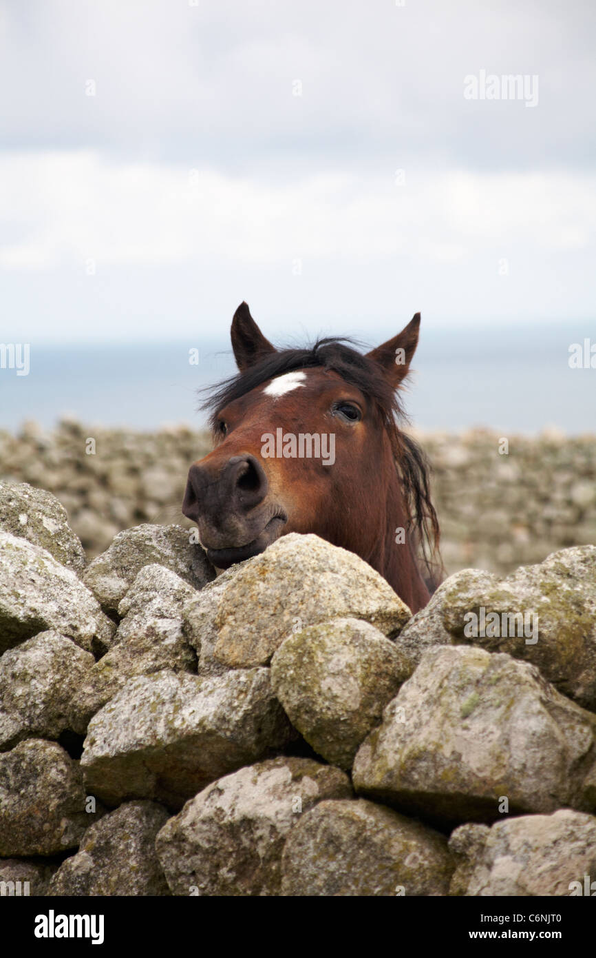 Lundy pony looking over dry stone walling on Lundy Island, Devon ...
