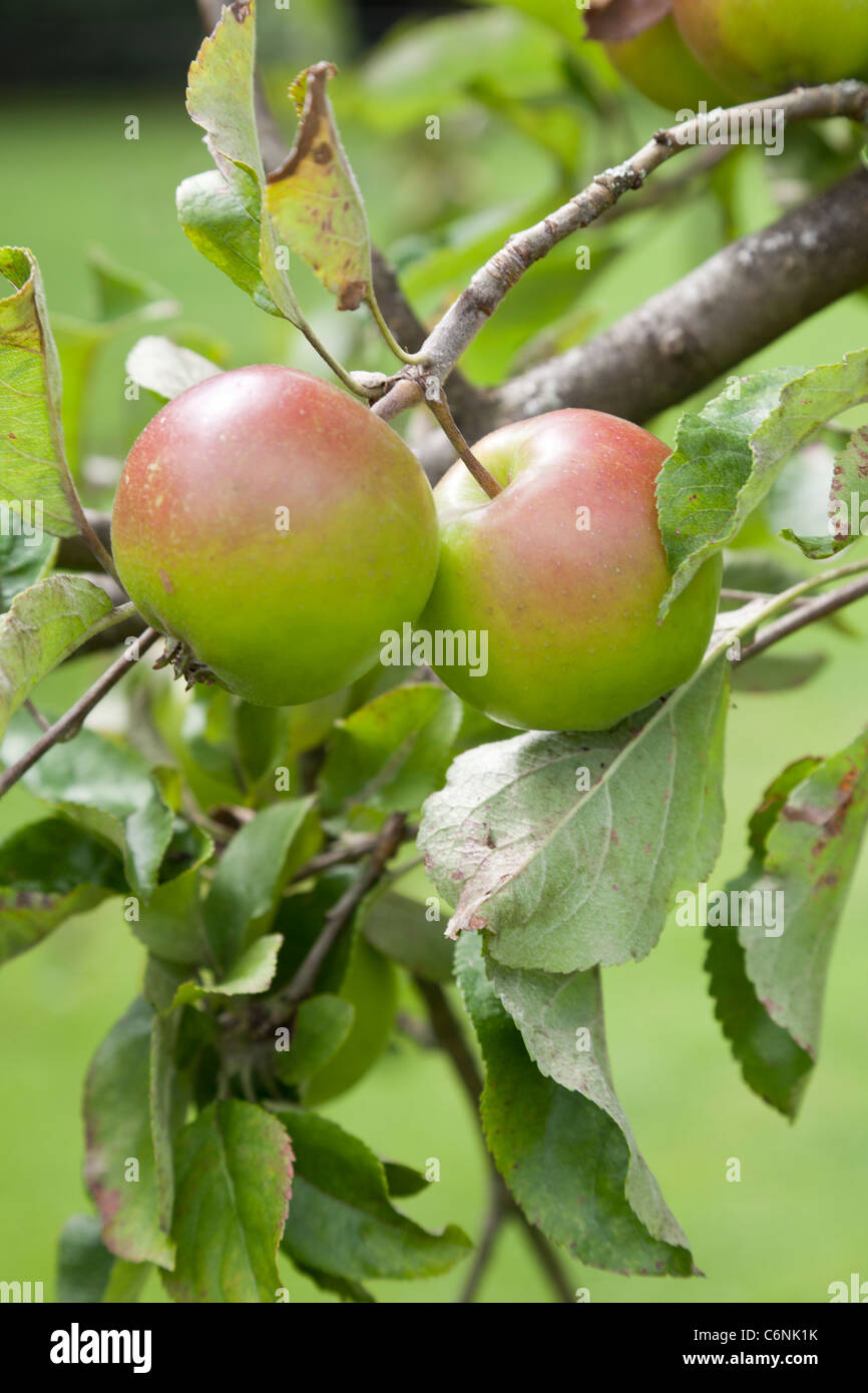 Astrachen hi-res stock photography and images - Alamy