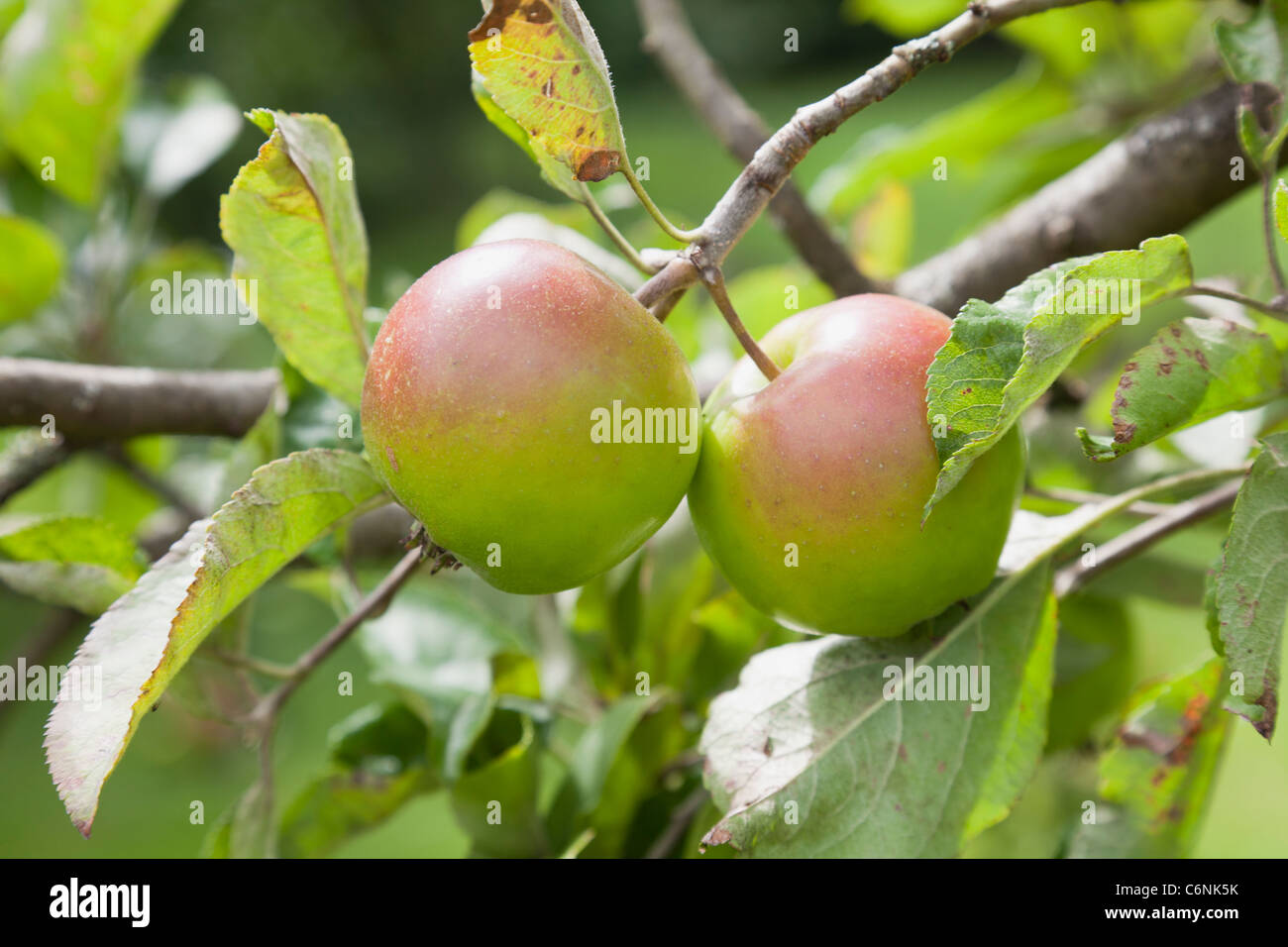 Astrachen hi-res stock photography and images - Alamy