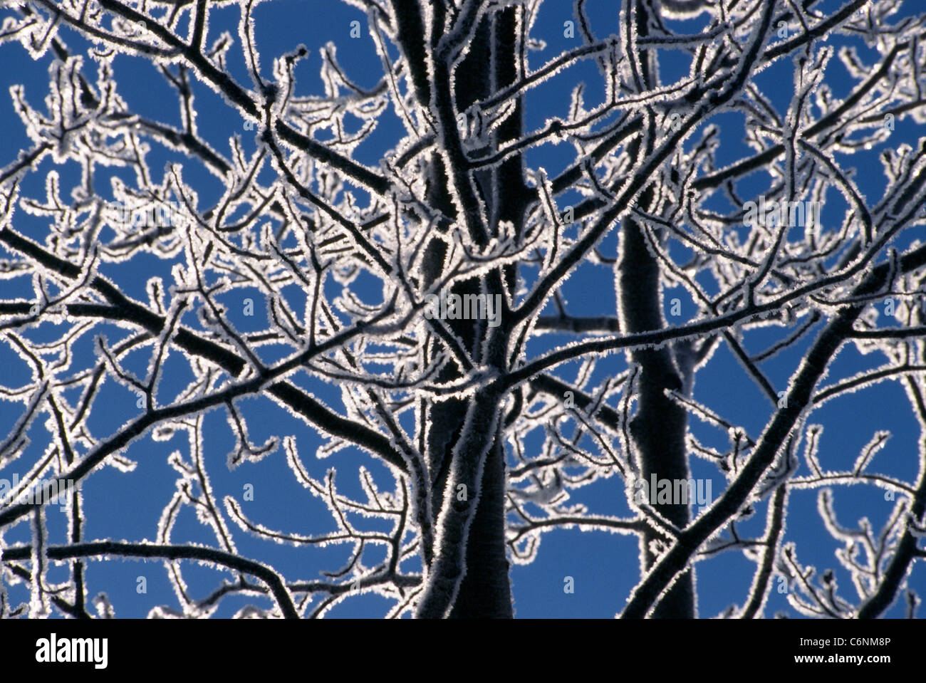 Ice-coated tree branches make a dramatic photograph when the sun ...