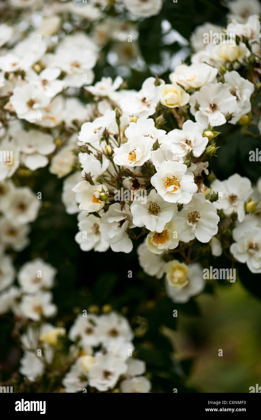 White rambling rose in bloom in The Shrub Rose Garden at RHS Rosemoor ...