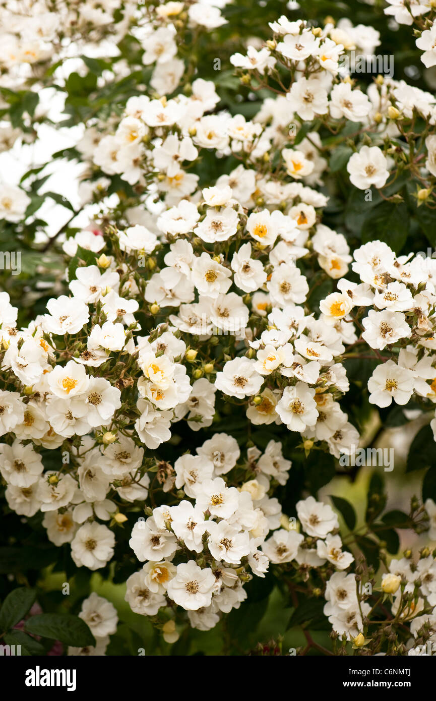 White rambling rose in bloom in The Shrub Rose Garden at RHS Rosemoor ...