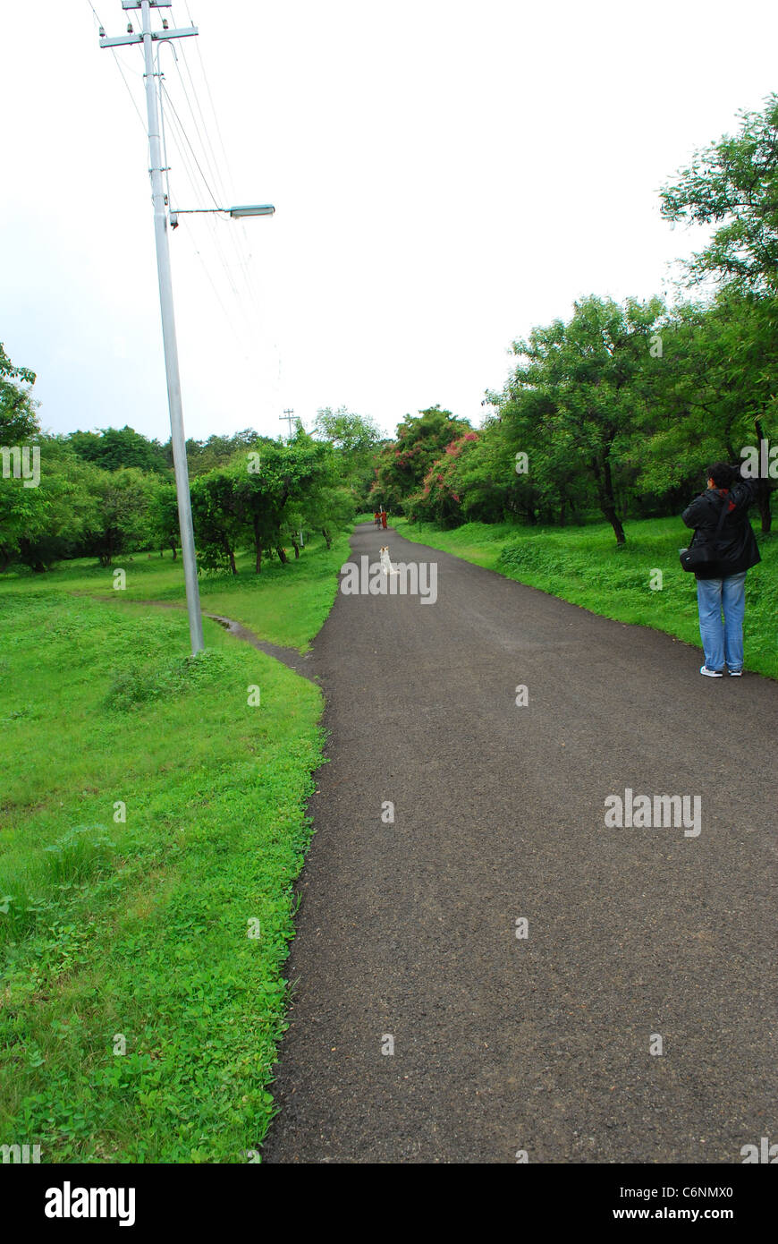 dog sitting on way Stock Photo - Alamy