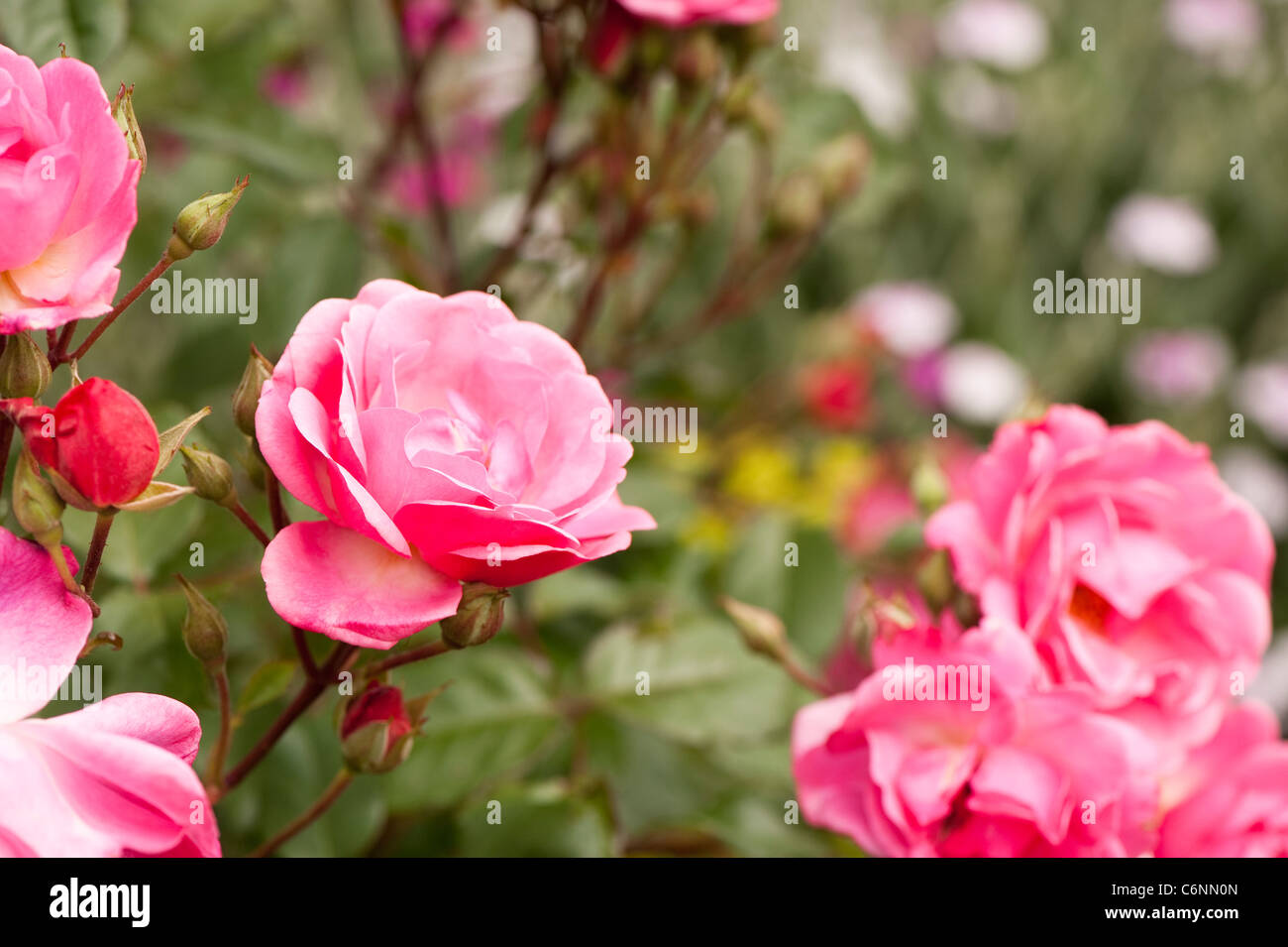 Kathleen ferrier hi-res stock photography and images - Alamy