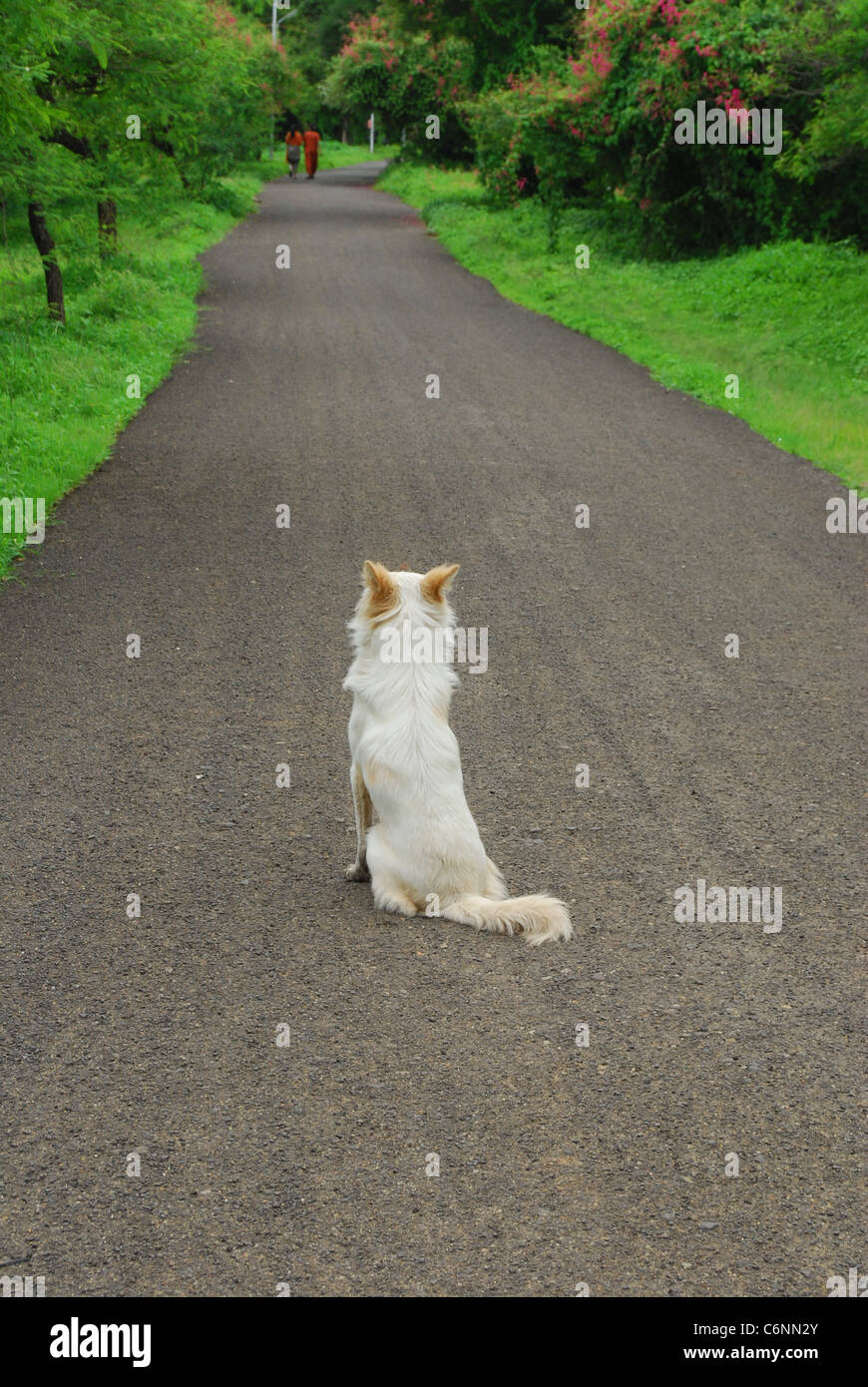 dog sitting on way Stock Photo - Alamy